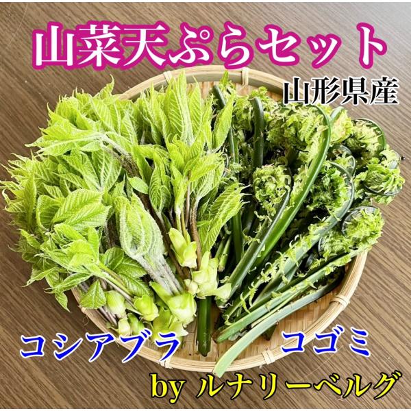 ☆山盛り山菜天ぷらセットこの量で結構かなり山盛り天ぷらになりますよ！コシアブラとコゴミのコラボ「天と地セット」特に【コシアブラ】はなかなか市場やマーケットに出回らない貴重な山菜、天ぷらにすると最高！　カリカリサクサクの歯ごたえの後グワーっと...