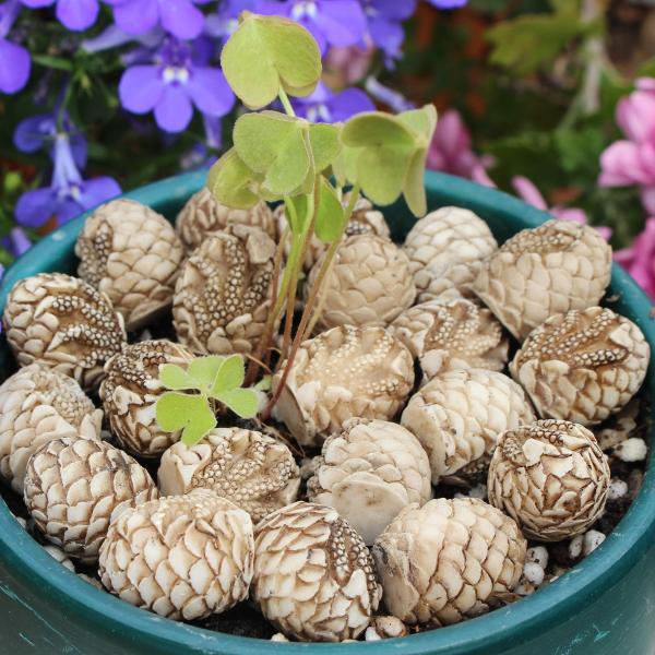 こちらの「ガーデンオブジェ 恐竜の卵」は、恐竜の卵をモチーフにしたユニークで楽しいデザインのガーデニングアイテムです。お庭やテラス、植木鉢に配置することで、訪れる人々にワクワク感を届け、特別な空間を演出します！さまざまなスタイルのお庭に自然...