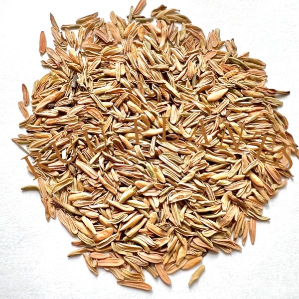 パキポディウム グラキリス 象牙宮Pachypodium rosulatum var. graciliusマダガスカル産2026年2月入荷商品※ 種子の販売です。鮮度の高い種子を原産地マダガスカルから直輸入しております。栽培環境によるため、...