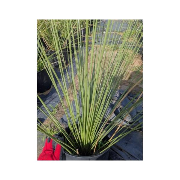 ☆痛くない・ドライガーデン☆☆トゲなし ダシリリオン☆☆希少人気種！鉢底〜全長60〜70CM！