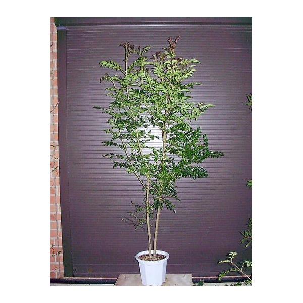 ◎常緑樹で当店一番人気です。◎到着日時指定ＯＫ。置き配ＯＫ。≪サイズ≫　鉢底〜全長１７０〜１９０CM前後、１０号鉢植えのお任せ株です。