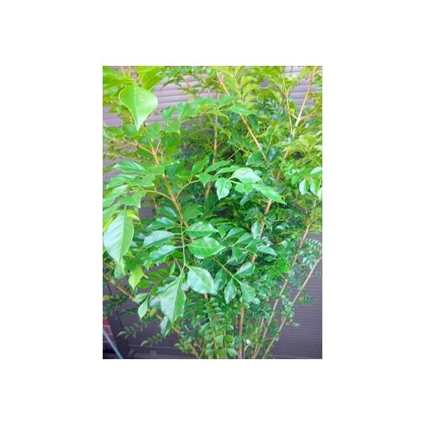 ◎常緑樹で一番人気です。庭植え、鉢植え、ベランダにも！◎到着日時指定ＯＫ！　◎置き配ＯＫ！≪サイズ≫　鉢底〜全長２１０〜２３０CM、樹高１９０〜２１０CM前後のお任せ株立ち。