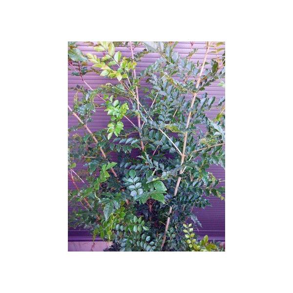 ◎常緑樹で一番人気です。庭植え、鉢植え、ベランダにも！◎到着日時指定ＯＫ！　◎置き配ＯＫ！≪サイズ≫　　鉢底〜全長１７０〜１９０CM、鉢上〜樹高１５０〜１７０CM前後、８本立ち以上のおまかせ株。