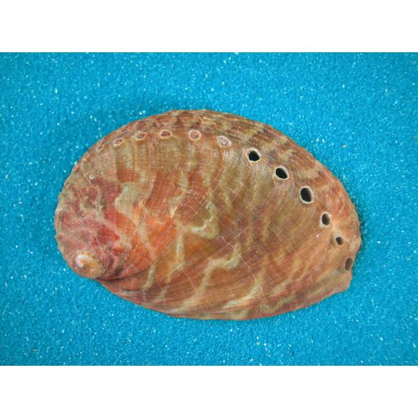 セイヨウトコブシ Haliotis tuberculata France 9,2cm F++ 