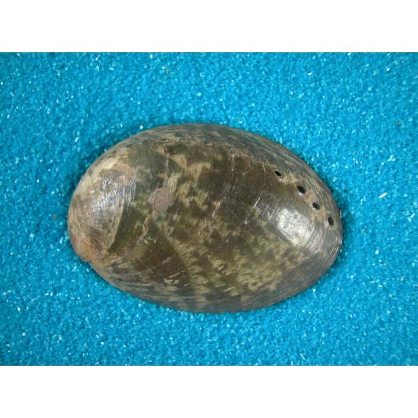 ルソントコブシ Haliotis glabra　Indonesia　 5,49cm  F++/GEM　