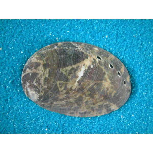 ルソントコブシ Haliotis glabra　Indonesia　 4,98cm F++/GEM　