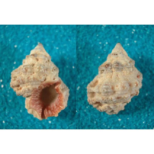 オハグロオキニシ Bursa rhodostoma Indonesia　 2,3cm F++/GEM   