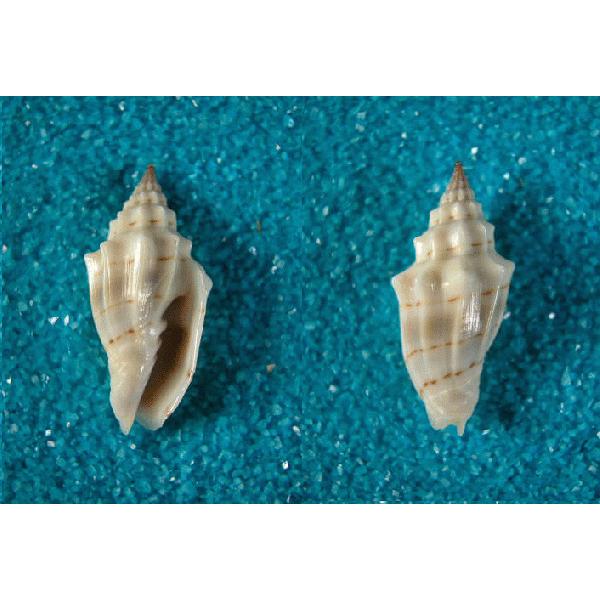 ハイイロミノムシ Vexillum gruneri Vanuatu  2,0cm  F++/GEM  