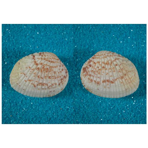 ホソスジイナミGafrarium pectinatum QLD, Australia　 3,2cm  F++/GEM