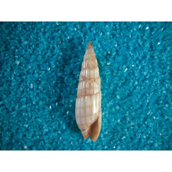 ゴバンタケノコガイTerebra solida Solomon Islands　 2,0cm F++　