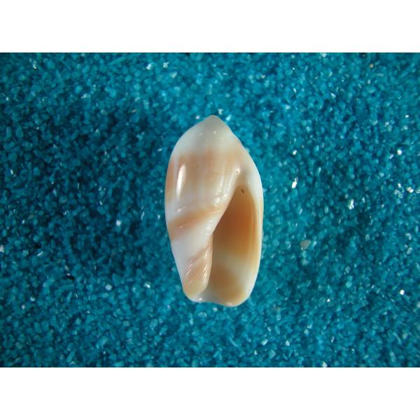 マルオボロホタルガイAncilla albozonata South Africa　　1,84cm  F++/GEM