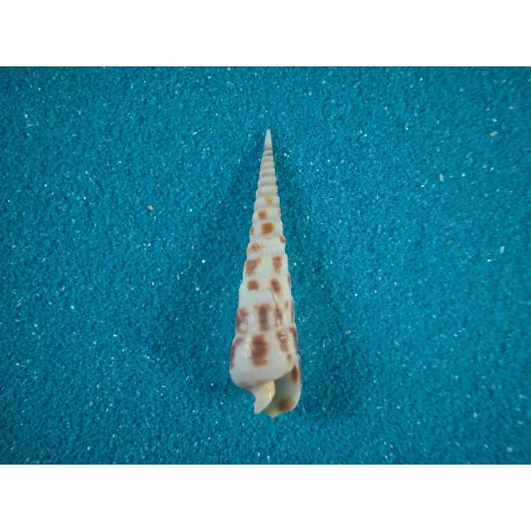 セキトリタケノコガイTerebra robusta Panama  5,50cm  F+++