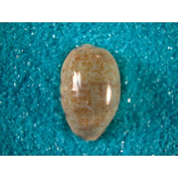 クロダカラCypraea feline Kanya  2,17cm  F++/GEM