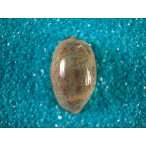 クロダカラCypraea feline Kanya  1,90cm  F++/GEM