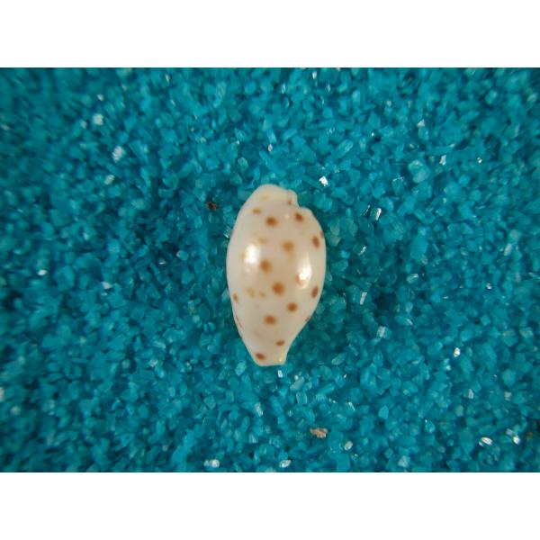 ミツオビゴマフダカラCypraea punctata ssp trizonata, French Polynesia  0,96cm  F++/GEM