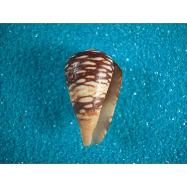 ワラベイモConus Mercator Senegal  2,86cm  F++/GEM