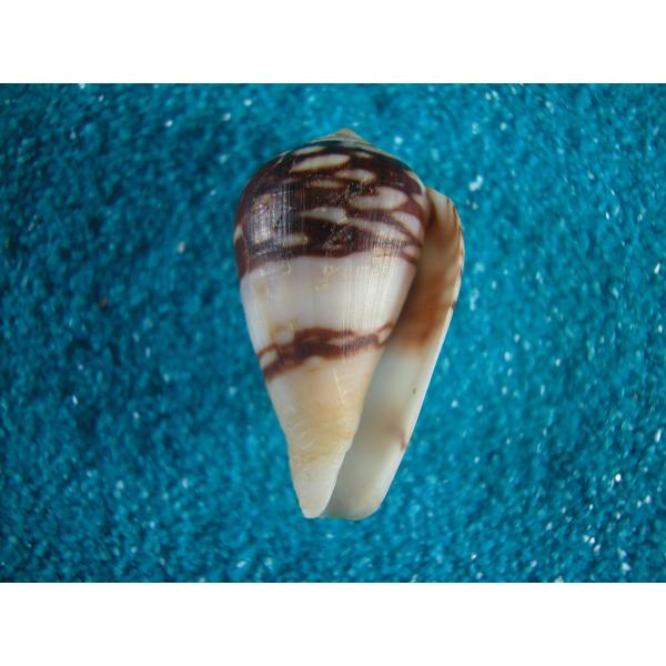 ワラベイモConus Mercator Senegal  2,79cm  F＋＋＋薄いライン