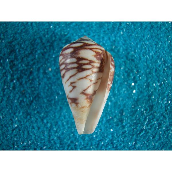 ワラベイモConus Mercator Senegal  2,9cm  F++ライン