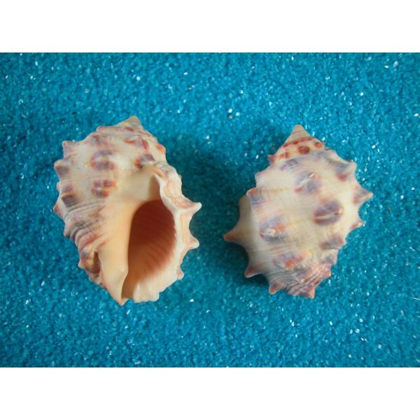 キナレイシガイThais mancinella Philippine  2,7cm up  F++/GEM※この貝は、多数の在庫がありますので、写真とは異なる同じグレードの貝の発送となります。