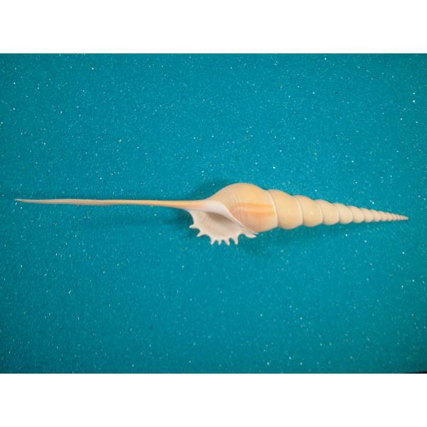 ハシナガソデガイTibia fusus Philippine 24,50cm F++/GEM