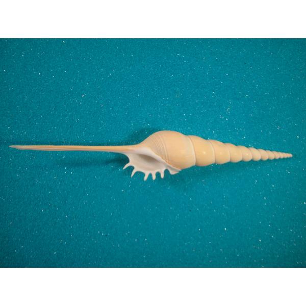 ハシナガソデガイTibia fusus Philippine23,50 cm F++/GEM