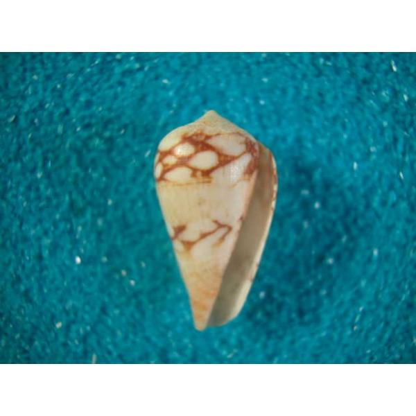 ワラベイモConus mercator Western Africa　2,2cm  F++/GEM