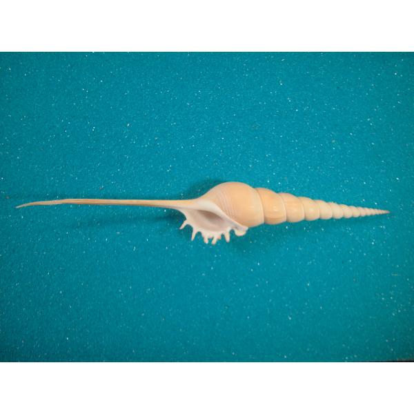 ハシナガソデガイTibia fusus Philippine 24,10cm F++/GEM