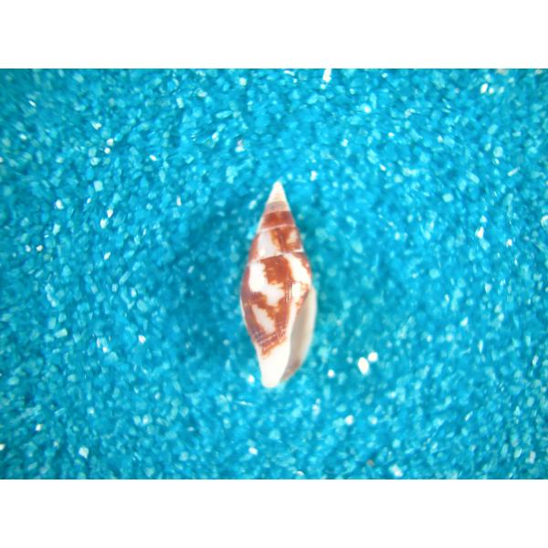 ガクフムギガイ(フトコロガイ科)Mitrella scripta Philippine 1,31cm F++/GEM