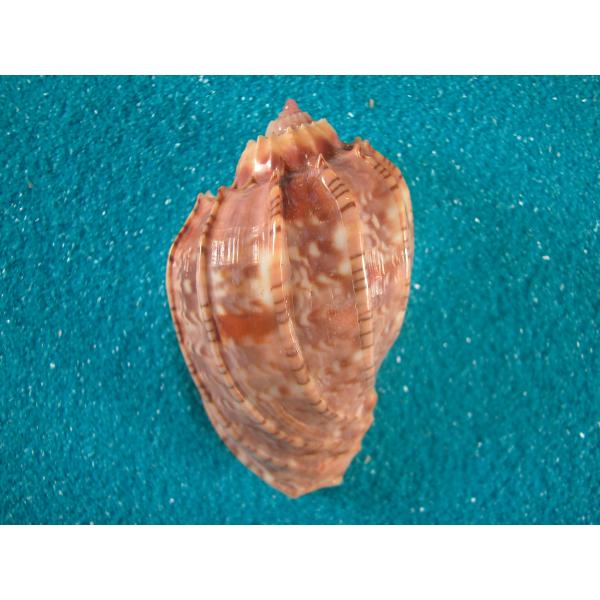 ベニオビショクコウラHarpa harpa Philippine  6,36cm  F++/GEM