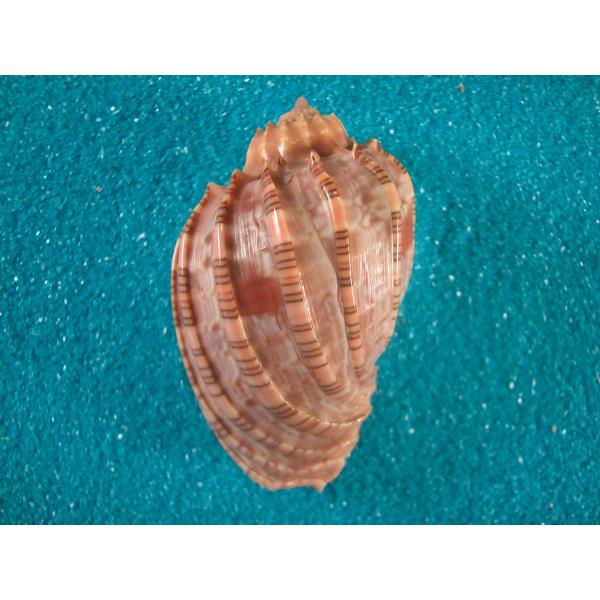 ベニオビショクコウラHarpa harpa Philippine  6,08cm  F++/GEM