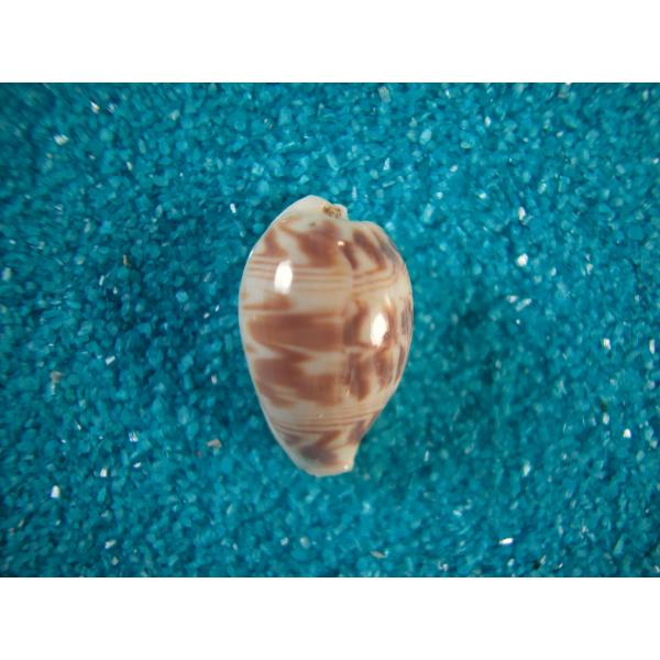 オトメスミナガシダカラCypraea diluculum sub, virginalisTanzania 1,62cm F++/GEM