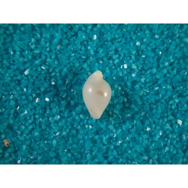 和名未定ウミウサギガイ科Diminovula perilla Philippines  0,73cm  F++/GEM