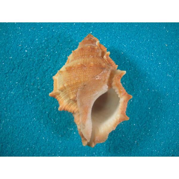 ウニミヤコボラBursa elegans Taiwan   7,68cm   F+++