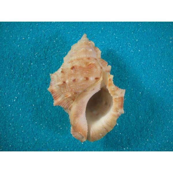 ウニミヤコボラBursa elegans Taiwan   7,6cm   F+++