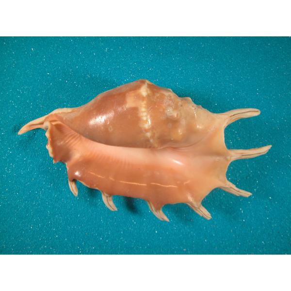 ツヤムカデLambis wheelwrighti Philippines 15,20cm F++/GEM 少産