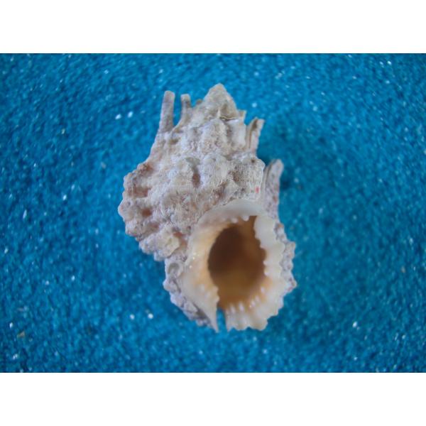 コブオキニシBursa tuberosissima Indonesia, 3,32cm F++/GEM