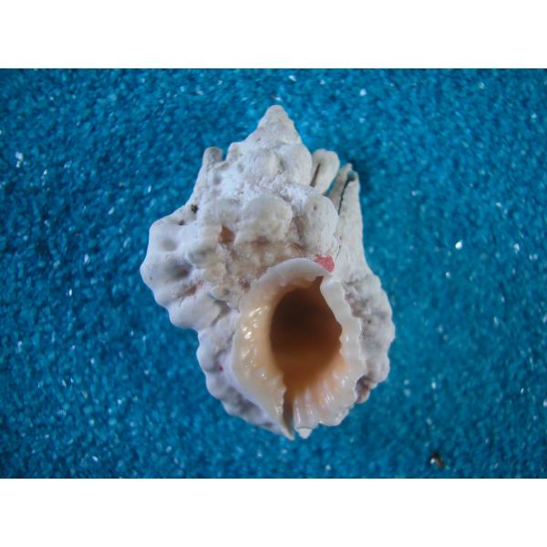 コブオキニシBursa tuberosissima Indonesia, 3,21cm F++/GEM