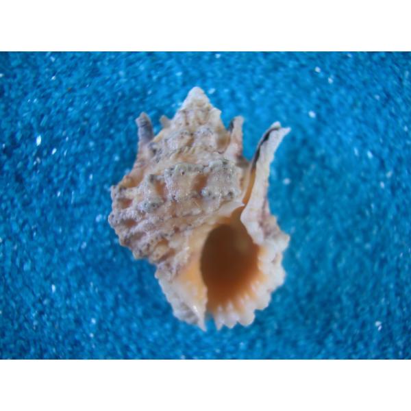 コブオキニシBursa tuberosissima Indonesia, 2,59cm F++/GEM