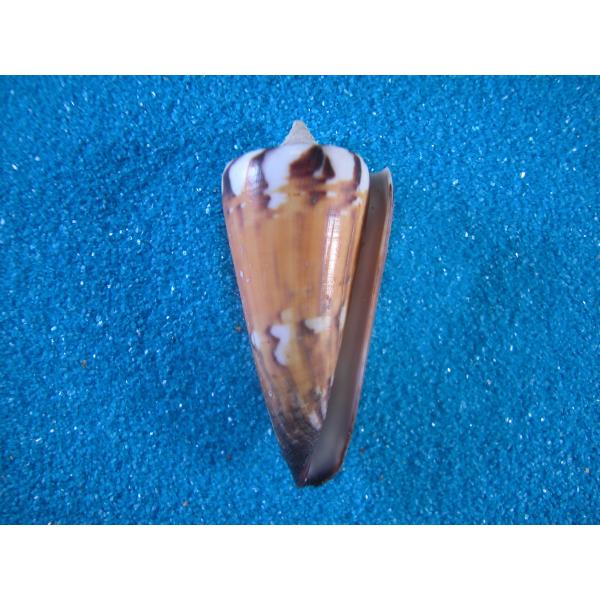 アカシマミナシイモConus generalis Indonesia, 5,78cm F+++