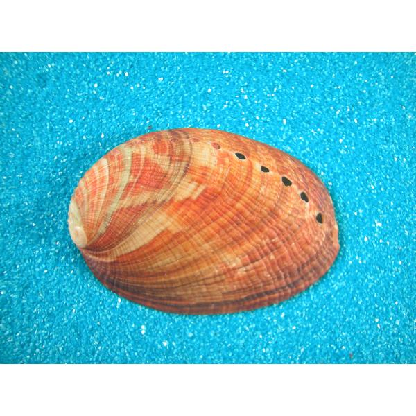 フクトコブシHaliotis diversicolor Taiwan 6,09cm F++/GEM
