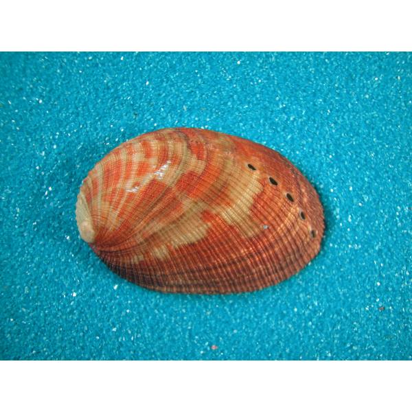 フクトコブシHaliotis diversicolor Taiwan 5,70cm F++/GEM