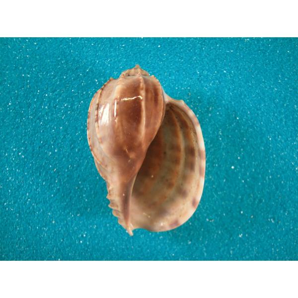 コトショクコウラHarpa articularis Philippines  6,80cm F++/GEM