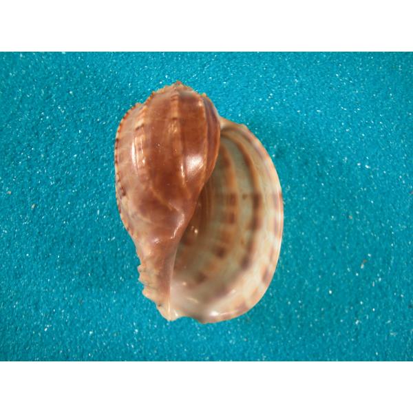 コトショクコウラHarpa articularis Philippines  6,70cm F++/GEM