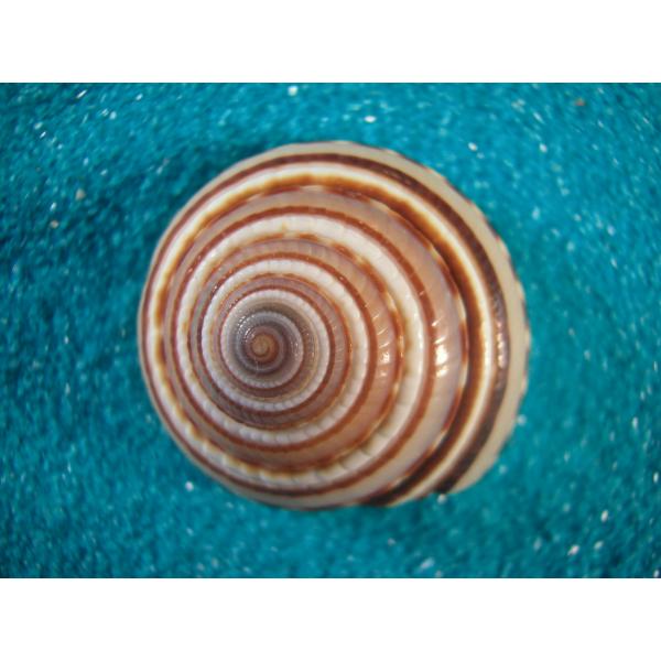 クロスジグルマ（クルマガイ科）Architectonica perspectiva Philippine 3,50cm F++/GEM