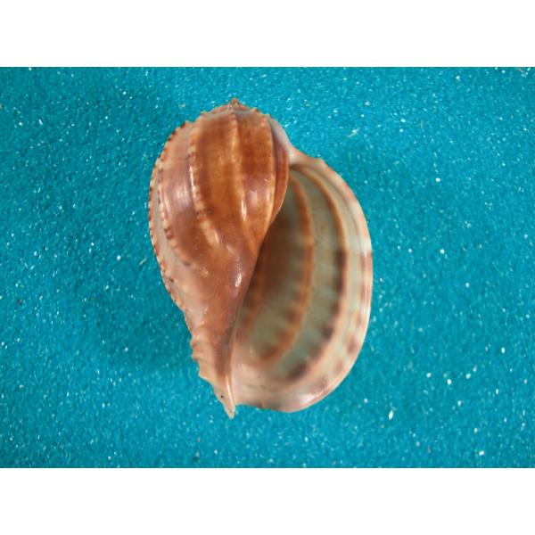 コトショクコウラHarpa articularis Philippines  6,18cm F++/GEM