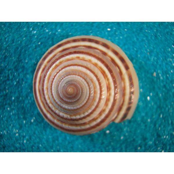 クロスジグルマ（クルマガイ科）Architectonica perspectiva Philippine 3,66cm F++/GEM