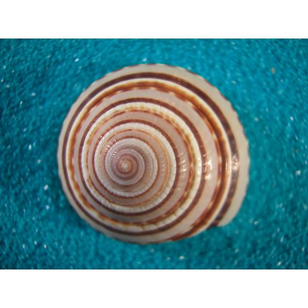 クロスジグルマ（クルマガイ科）Architectonica perspectiva Philippine 3,61cm F++/GEM