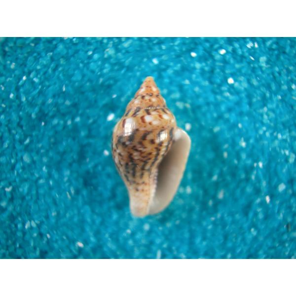 アフリカタモトガイ(フトコロガイ科) Columbella rustica Indonesia 1,39cm F++/GEM