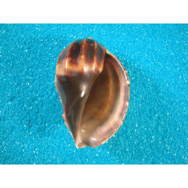 ショクコウラHarpa major Philippine 5,51cm F++/GEM