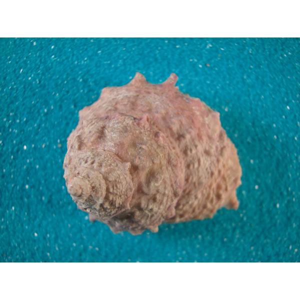 ハリサザエBolma modesta Japan 5,30cm F++ w/o